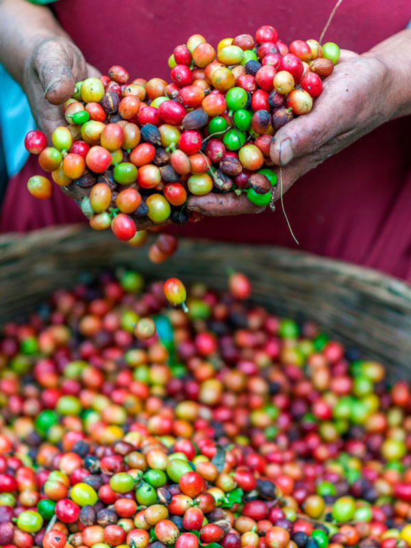 Mastering the Art of Coffee Brewing: Your Ultimate Guide