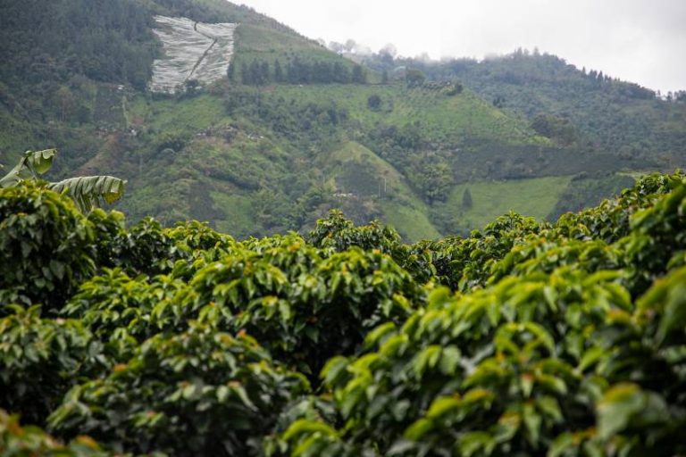 Arabica Coffee Beans Guide: A Deep Dive into Flavor & Origin