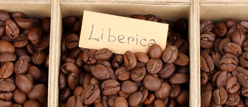 Liberica Coffee Beans Guide: A Deep Dive into Flavor & Origin