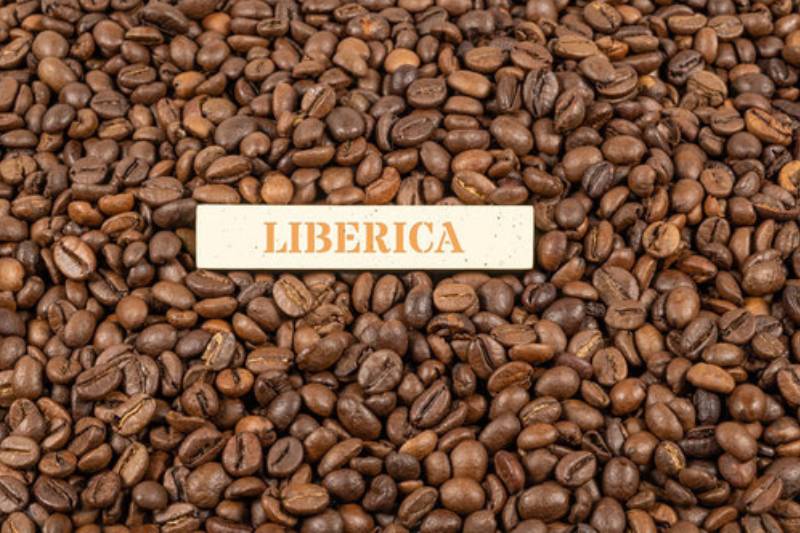 Ultimate Guide to Types Of Coffee Beans