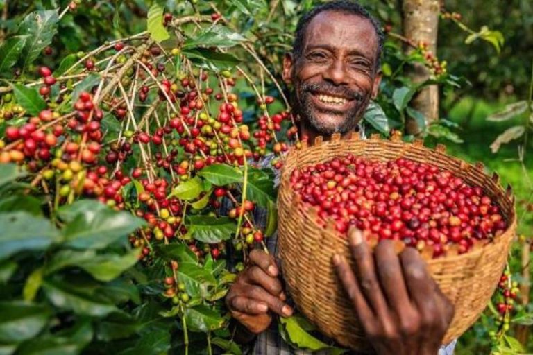 Arabica vs. Robusta Coffee Beans: What's The Difference?