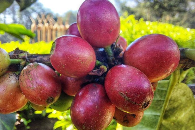 Liberica Coffee Beans Guide: A Deep Dive into Flavor & Origin