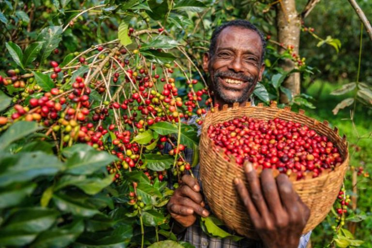 Arabica Coffee Beans Guide: A Deep Dive into Flavor & Origin