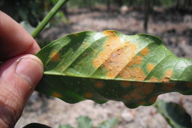 Robusta Coffee Beans Guide: A Deep Dive into Flavor & Origin