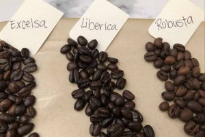 Excelsa Coffee Beans Guide: A Deep Dive into Flavor & Origin