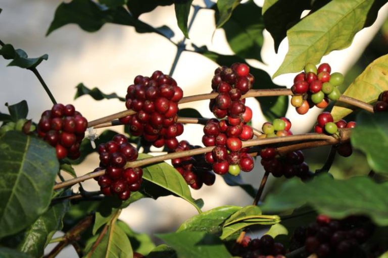 Robusta Coffee Beans Guide: A Deep Dive into Flavor & Origin