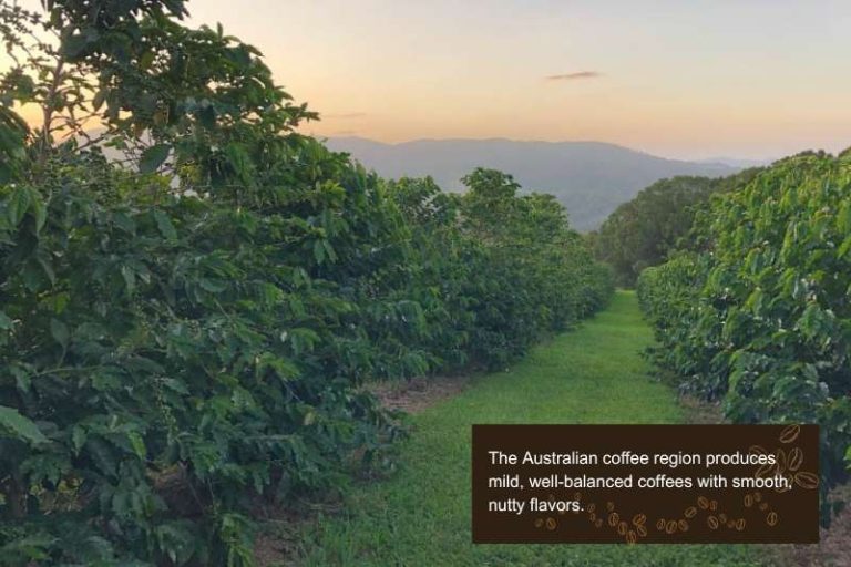 Ultimate Guide To Coffee Regions, Bean Origins & Flavors