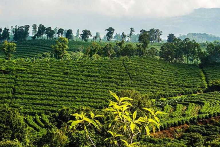 History of Coffee: From Ancient Ethiopia to Today