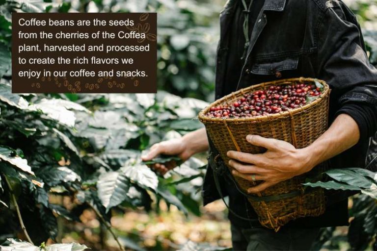 Guide to Eating Coffee Beans: Benefits, Risks & How to Enjoy