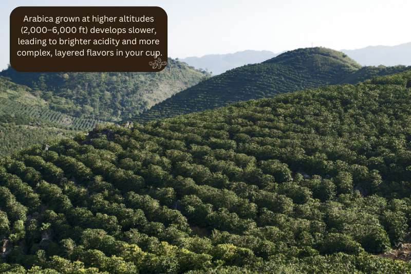 Arabica Coffee 101: Flavor, Origins, Brewing and More